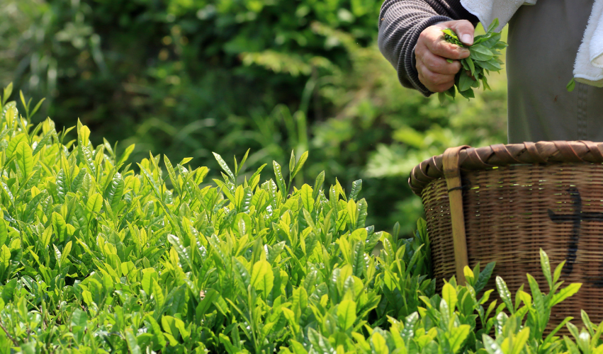 How Matcha is Made: A Step-by-Step Guide – Sencha Naturals