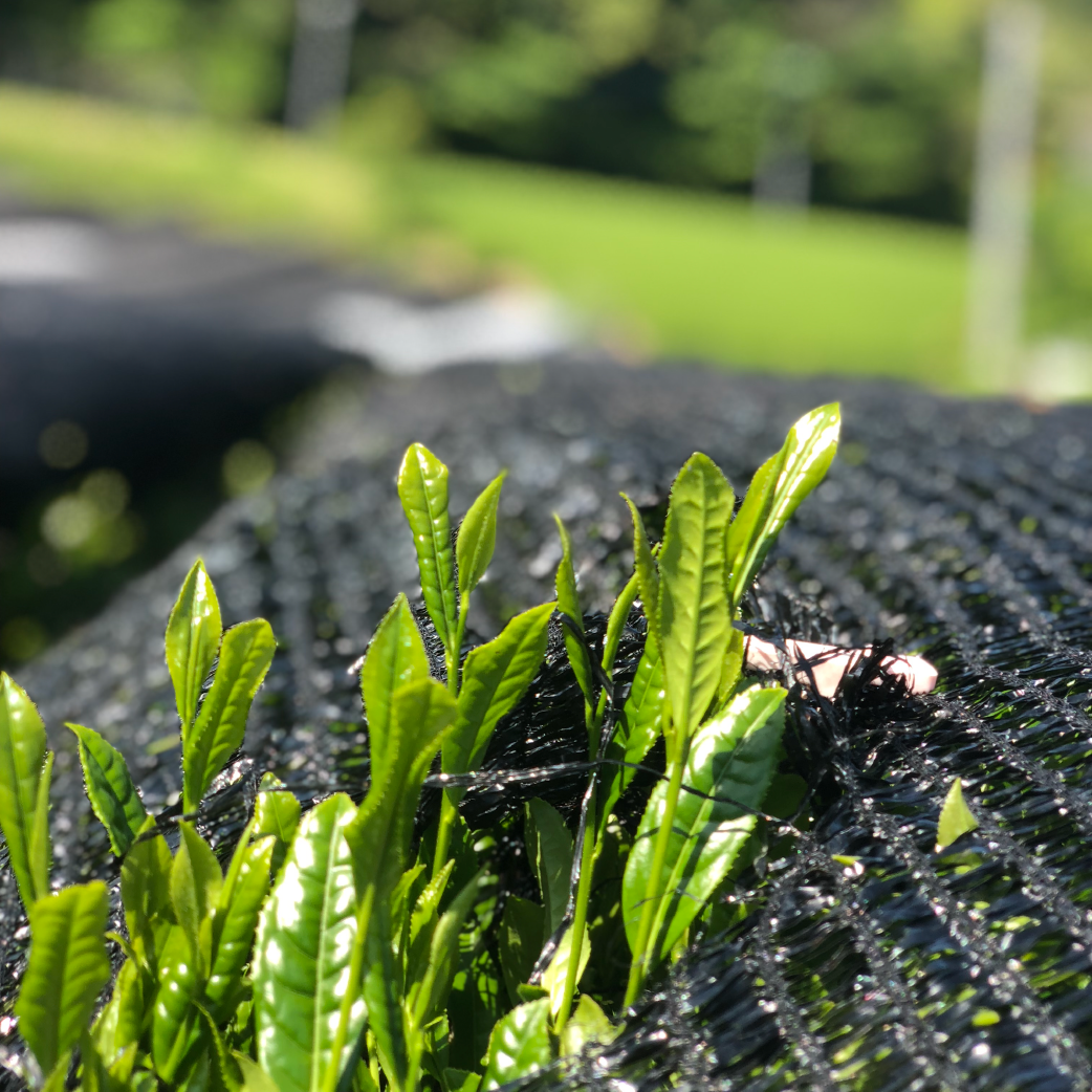 Matcha 101 – Sencha Naturals