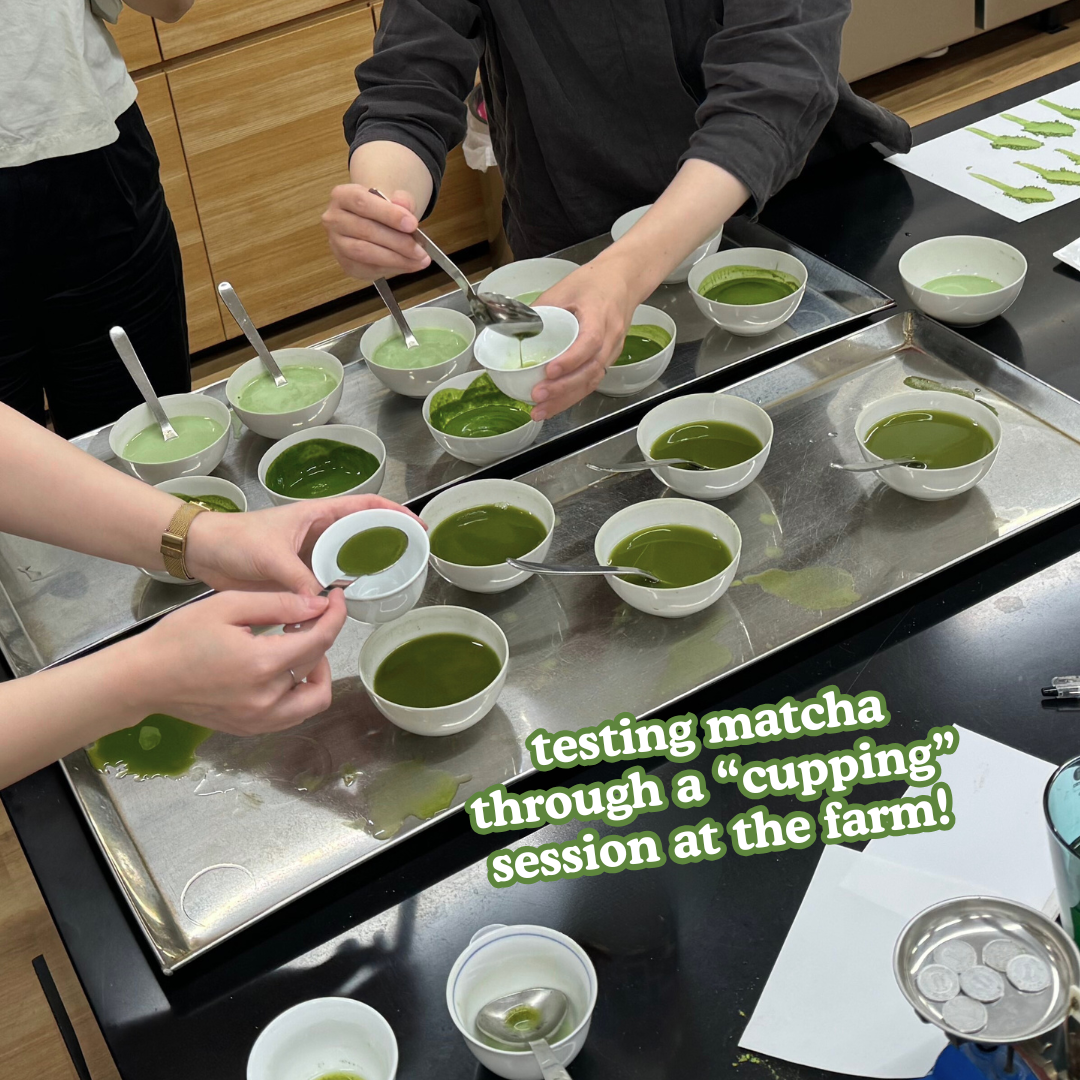 Organic Everyday Matcha – Sencha Naturals